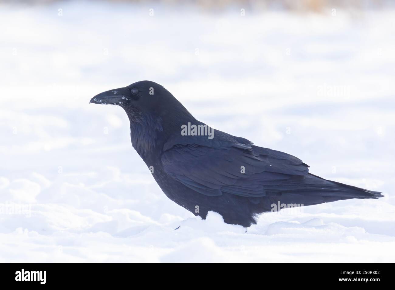 common raven or northern raven (Corvus corax) in winter Stock Photo - Alamy