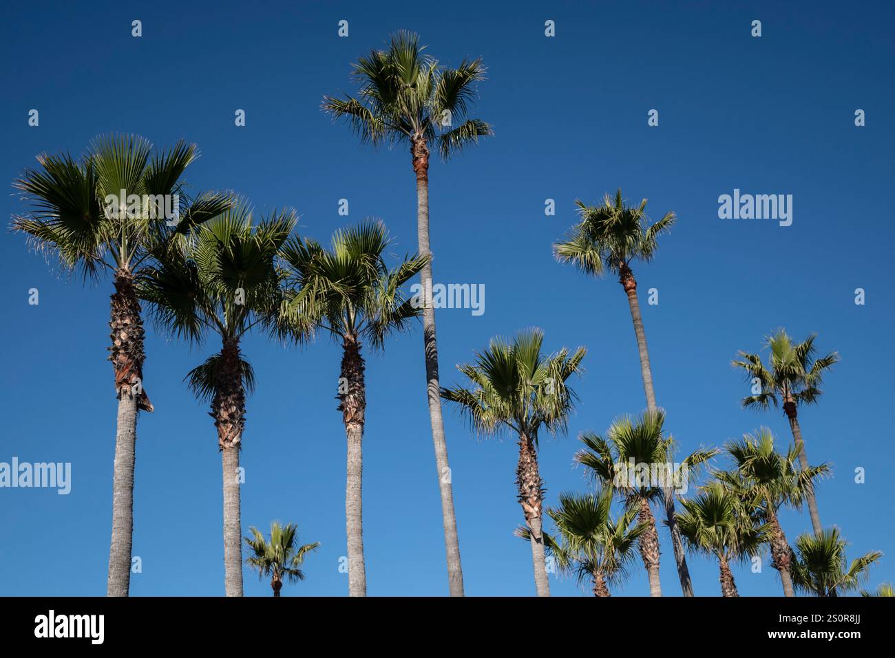 The California palm tree, with its tall, slender trunk and vibrant ...