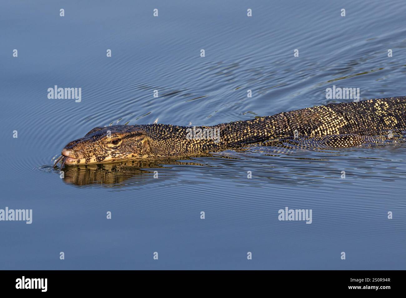 Asian Water Monitor lizard (Varanus salvator) in lake at Lumphini Park ...