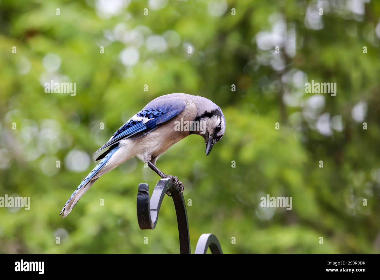 A blue jay looks down from his perch in Northeast Indiana, USA Stock ...