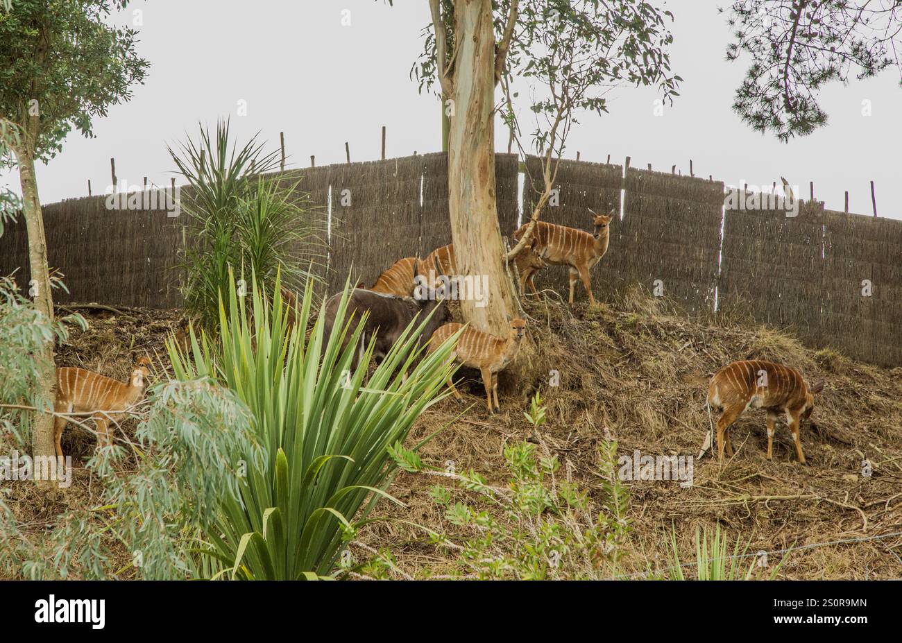 Nyala antelopes in Wellington Zoo New Zealand Stock Photo - Alamy