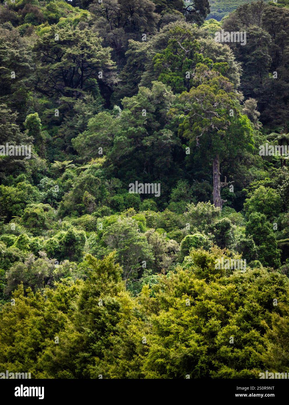 Green trees, bush, forestry in New Zealand background Stock Photo - Alamy