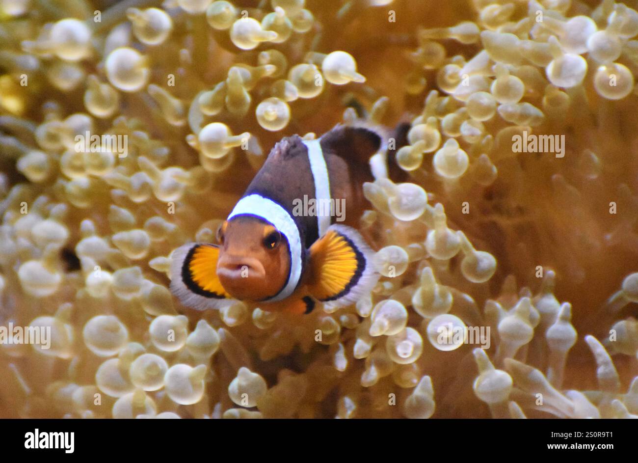 Clownfish, a tropical fish also known as an anemonefish, in a symbiotic ...