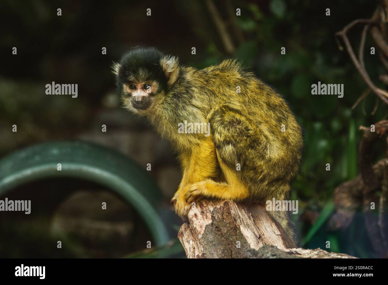 Cute monkey at Wellington zoo New Zealand Stock Photo - Alamy