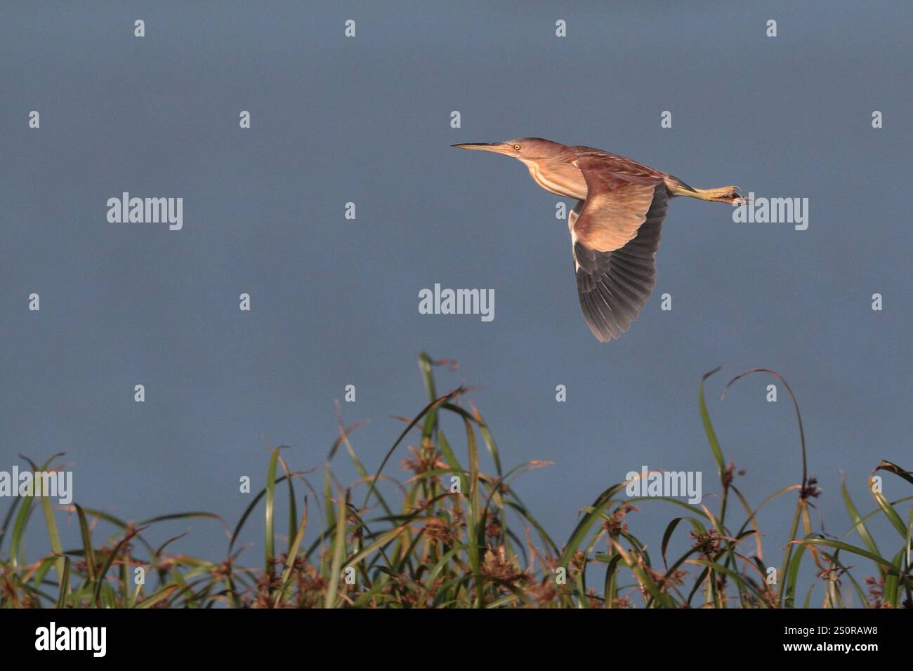 Afternoon view of a flying Yellow Bittern (Ixobrychus sinensis) at Long ...