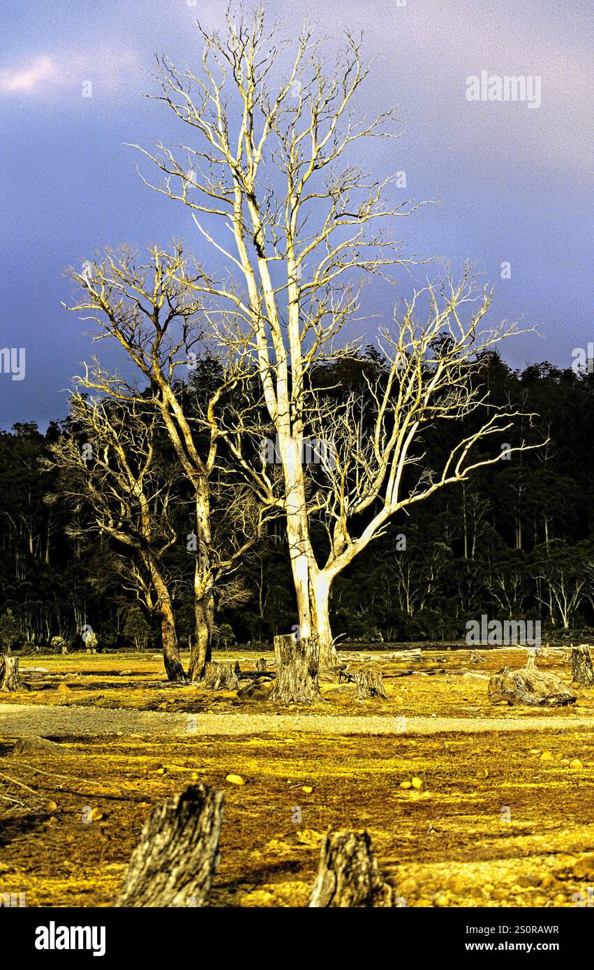 Dead Eucalyptus tree in landscape, Tasmania, Australia Stock Photo - Alamy
