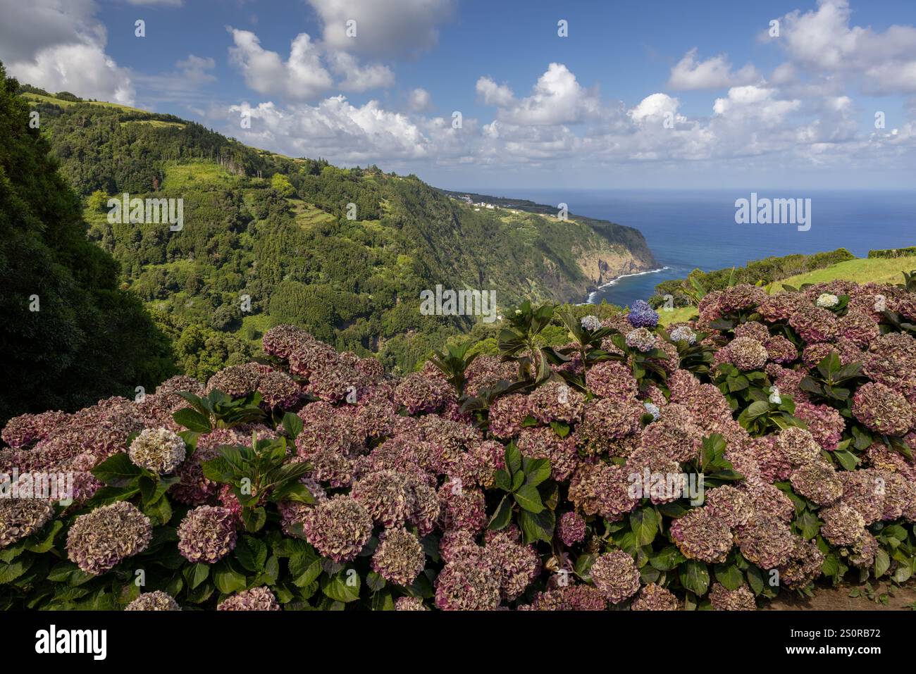 Cliffs with hydrangea seen from Miradouro da Ponta da Madrugada ...