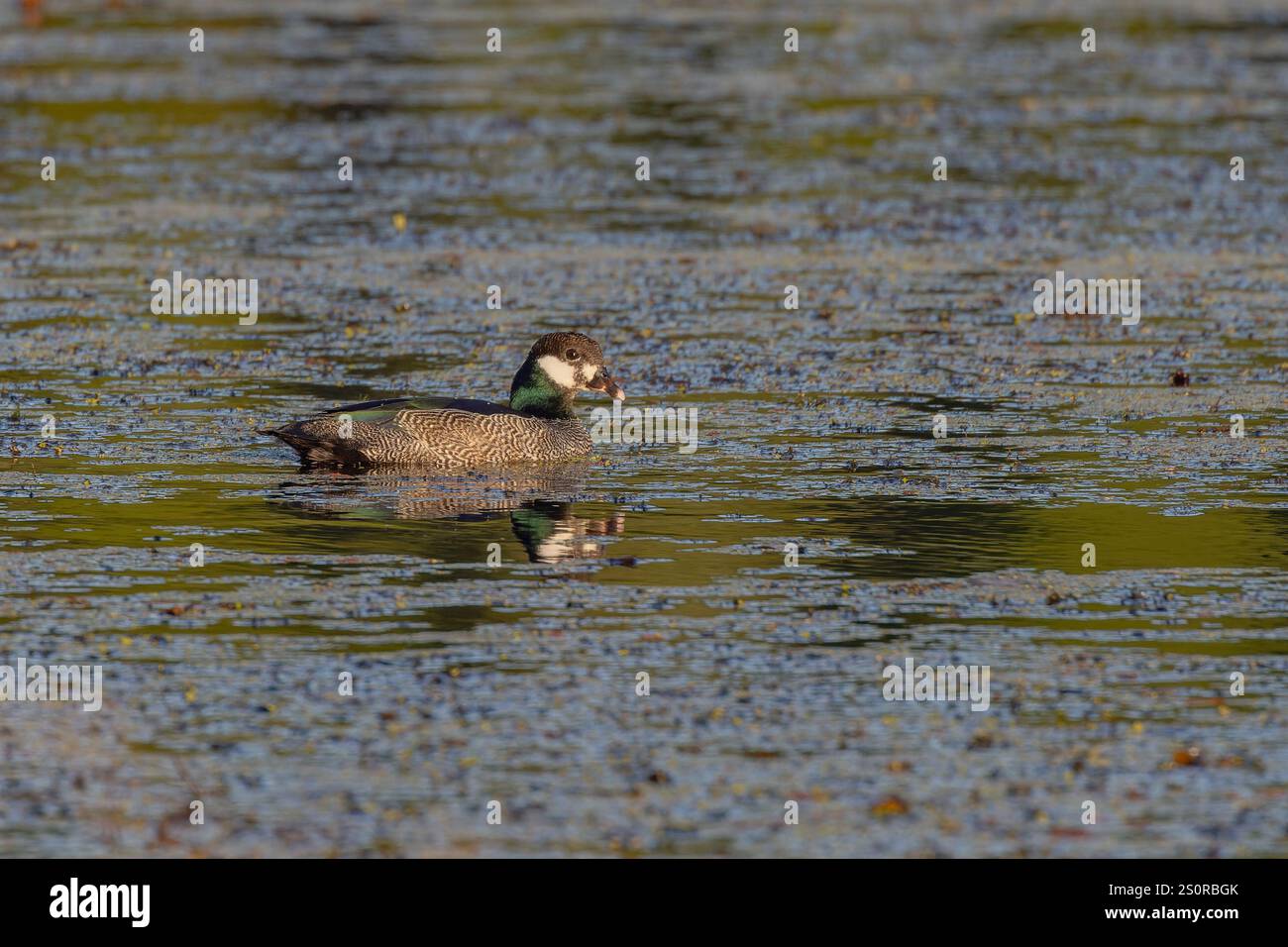 a male green pygmy-goose swimming on a billabong at tyro wetlands at ...