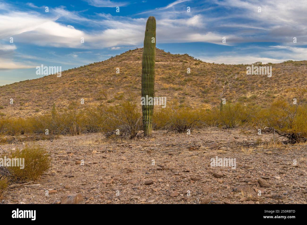 The rock landscape in Tucson Arizona showcases the rugged terrain of ...