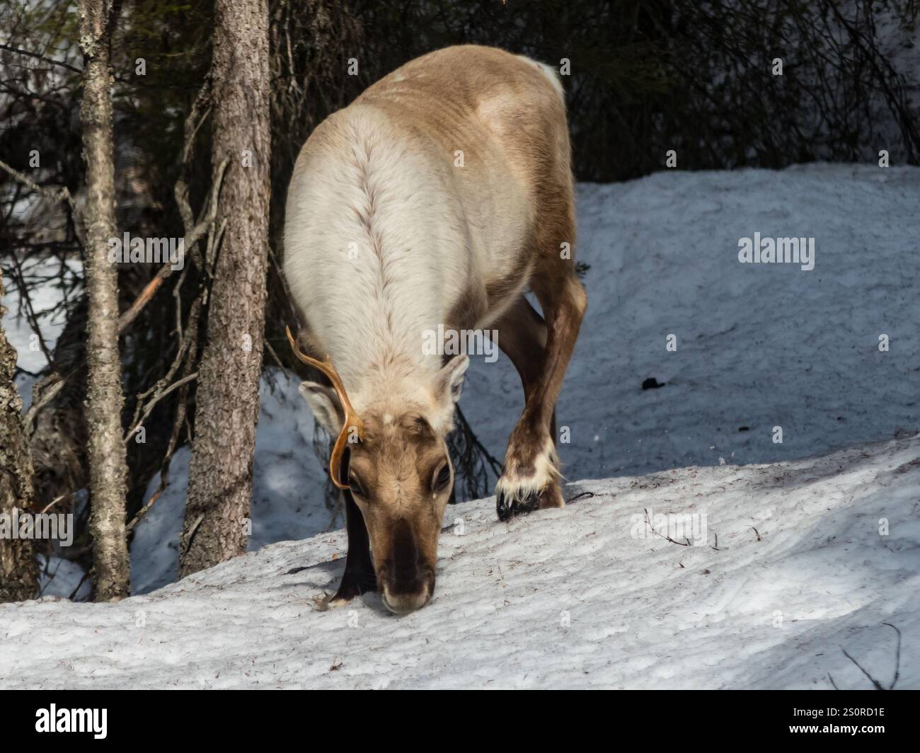 Grazing reindeer with one antler missing in the snowy forest in Lapland ...