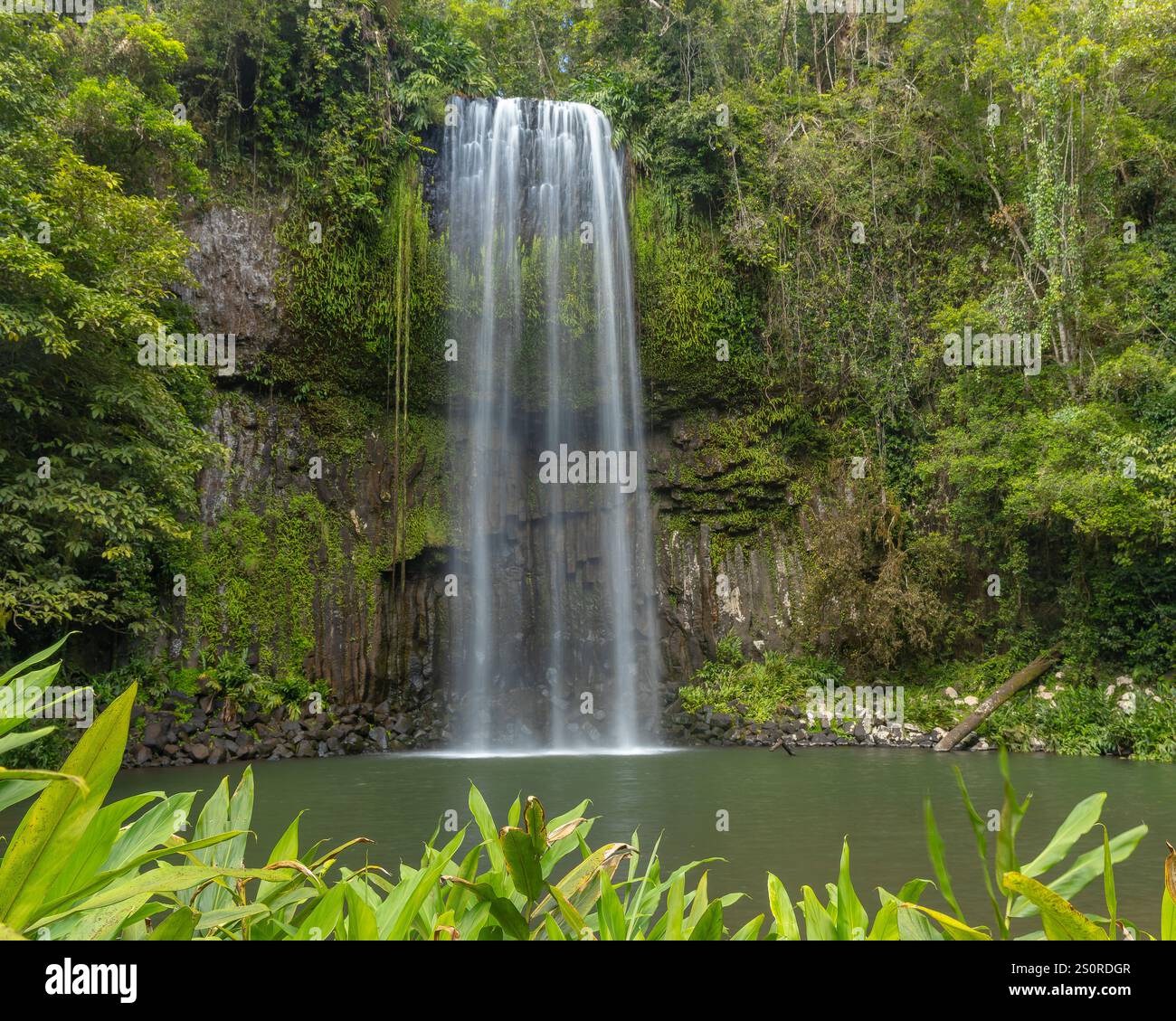 a front view of millaa millaa waterfalls at atherton tableland in nth ...
