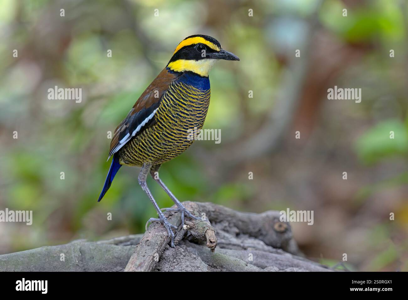 Javan Banded-Pitta, Toko Garam, Bali , Nusa Tenggara, Indonesia ...