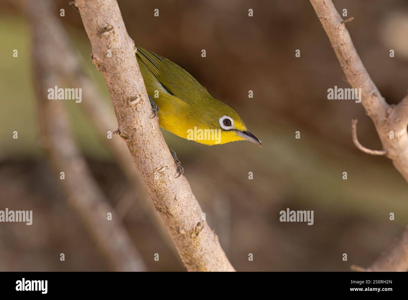 Lemon-bellied White-eye, Waka Sorea, Bali Barat, NP, Bali, Indonesia ...