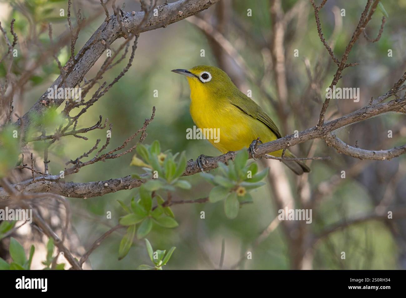 Lemon-bellied White-eye, Waka Sorea, Bali Barat, NP, Bali, Indonesia ...