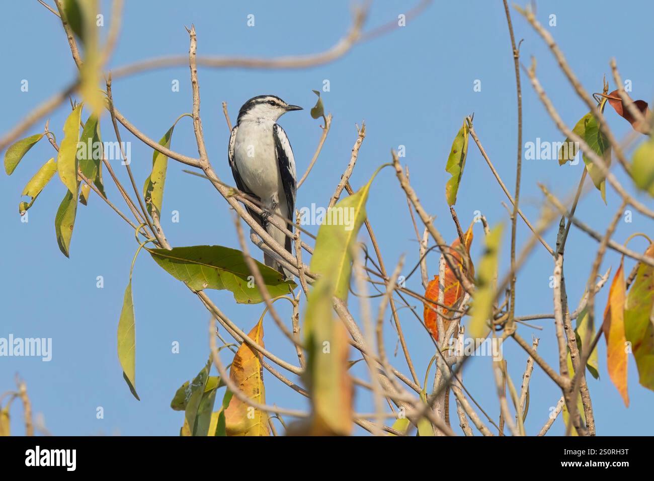 White-shouldered Triller, Waka shorea, Bali barat NP, Bali, Indonesia ...