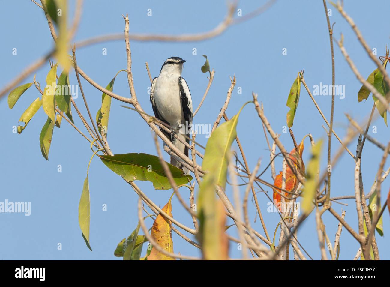 White-shouldered Triller, Waka shorea, Bali barat NP, Bali, Indonesia ...