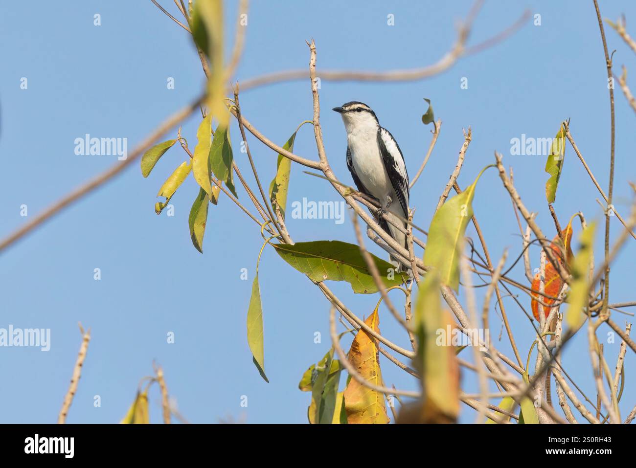 White-shouldered Triller, Waka shorea, Bali barat NP, Bali, Indonesia ...
