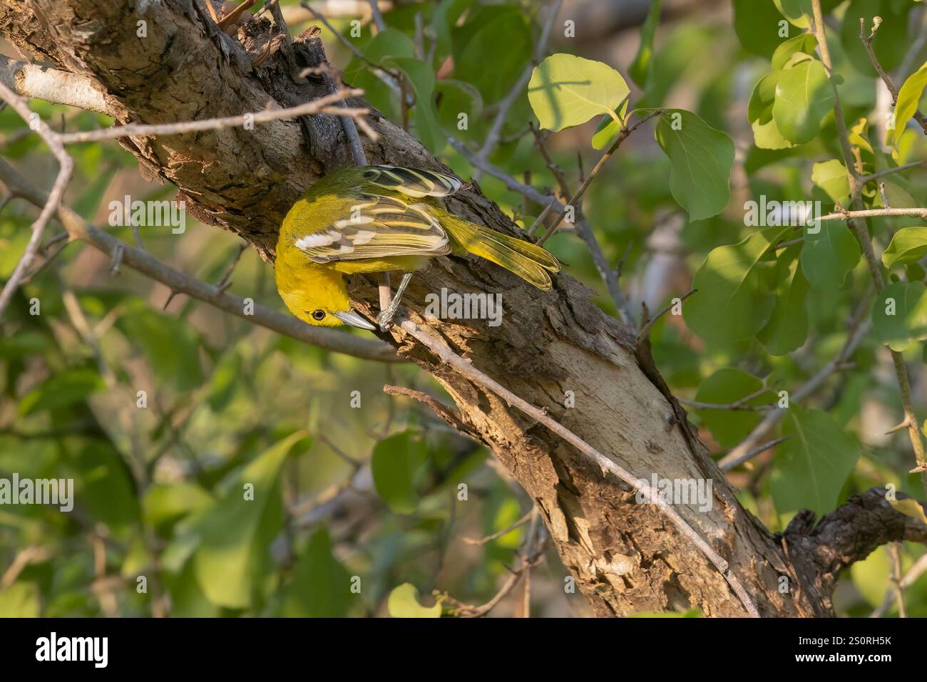 Common Iora, Waka shorea, Bali barat NP, Bali, Indonesia, October 2024 ...
