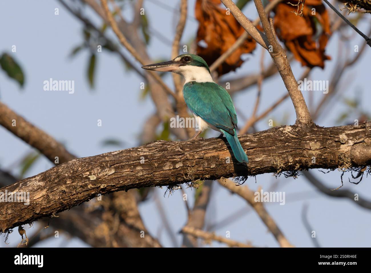 Collared Kingfisher, Waka Shorea, Bali Barat NP, Bali, Indonesia ...