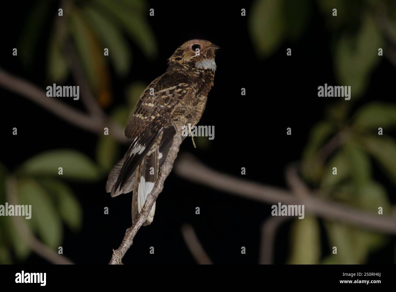 Large-tailed Nightjar, Waka shorea, Bali Barat NP, Bali, Indonesia ...