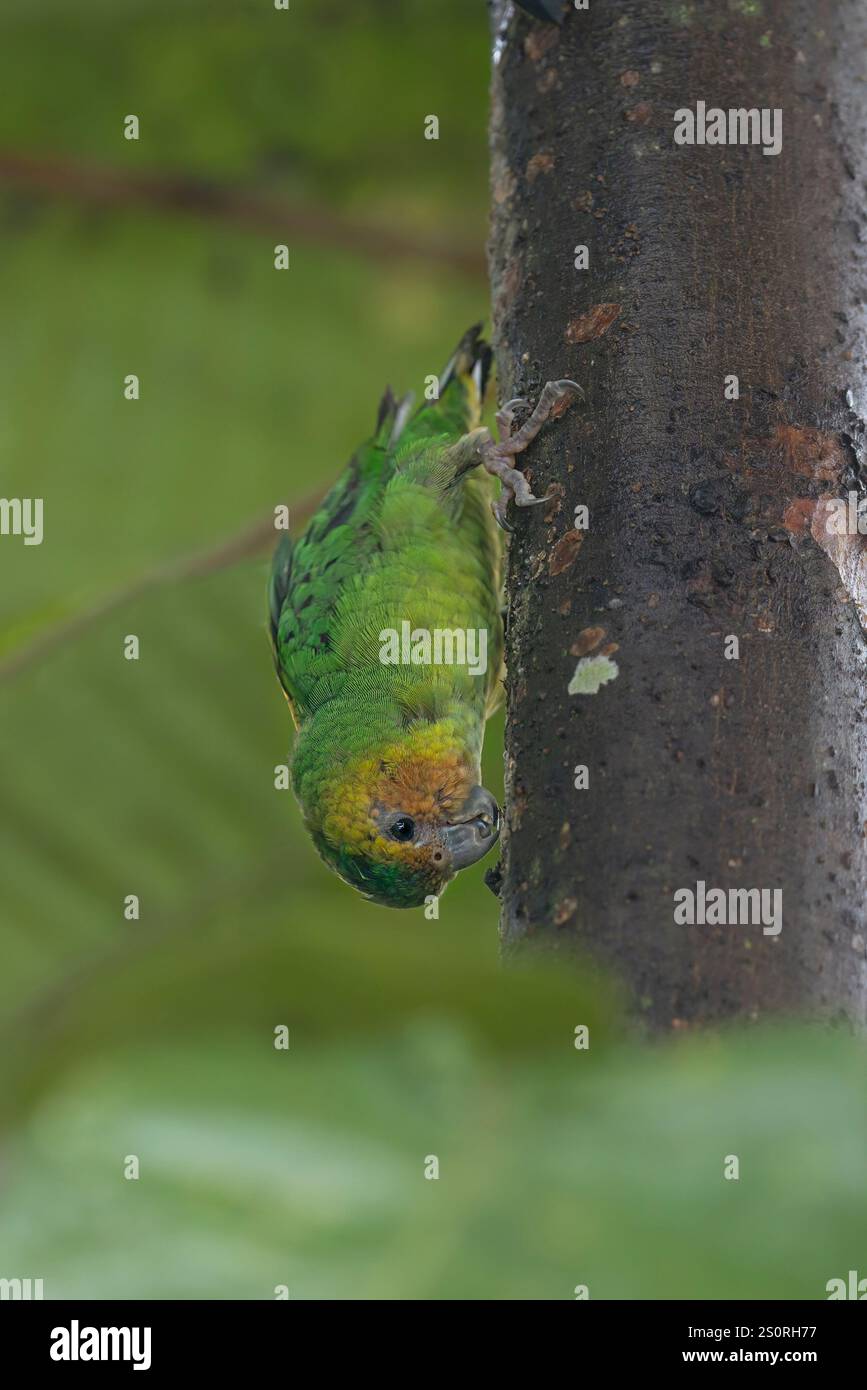 Buff-faced Pygmy-Parrot, Nimbokrang, West Papua, Indonesia, October ...