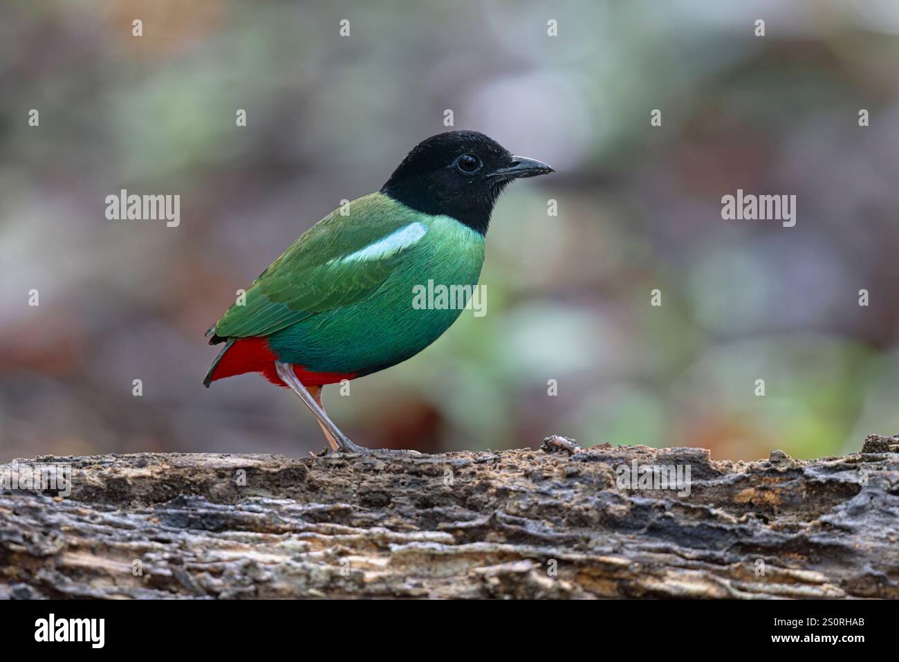 Eastern Hooded Pitta, Nimbokrang, West Papua, Indonesia, October 2024 ...