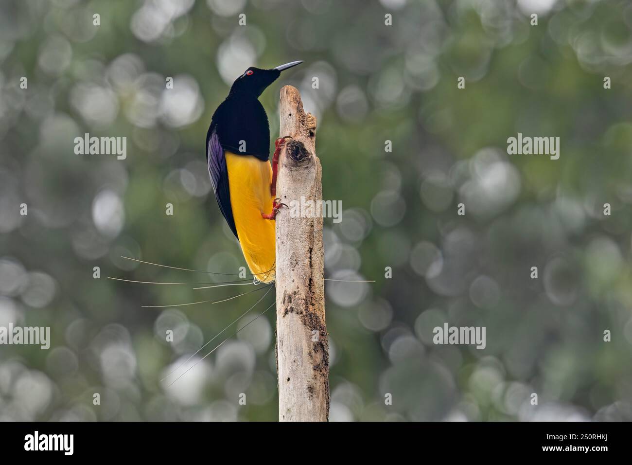 Twelve-wired Bird-of-Paradise, Nimbokrang, West Papua, Indonesia ...