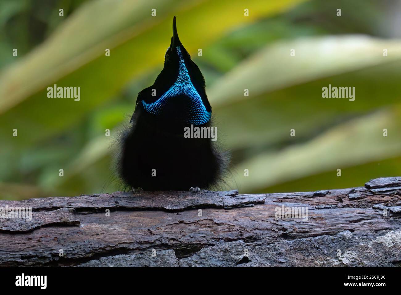 Magnificent Riflebird, Nimbokrang, West Papua, Indonesia, October 2024 ...