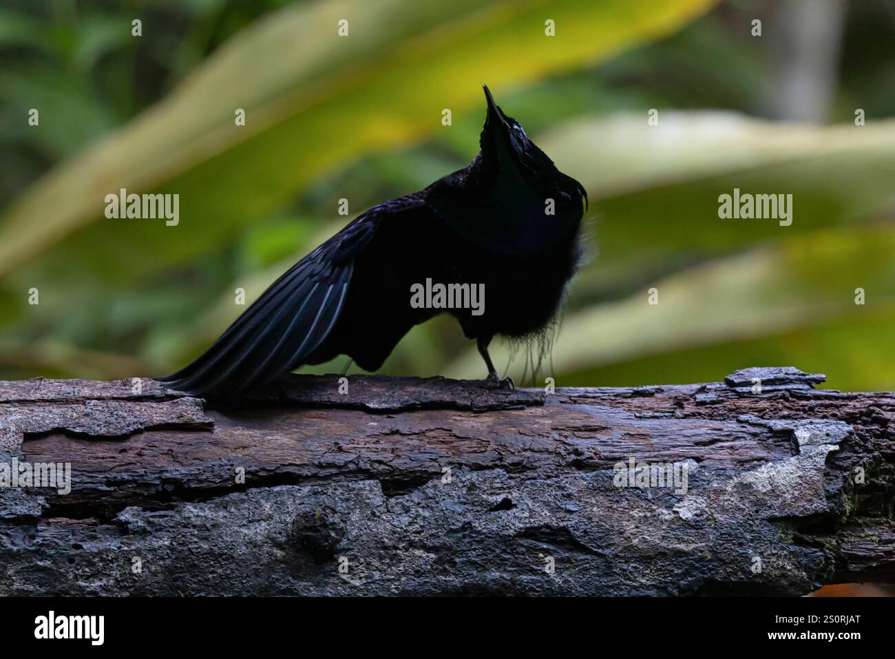Magnificent Riflebird, Nimbokrang, West Papua, Indonesia, October 2024 ...
