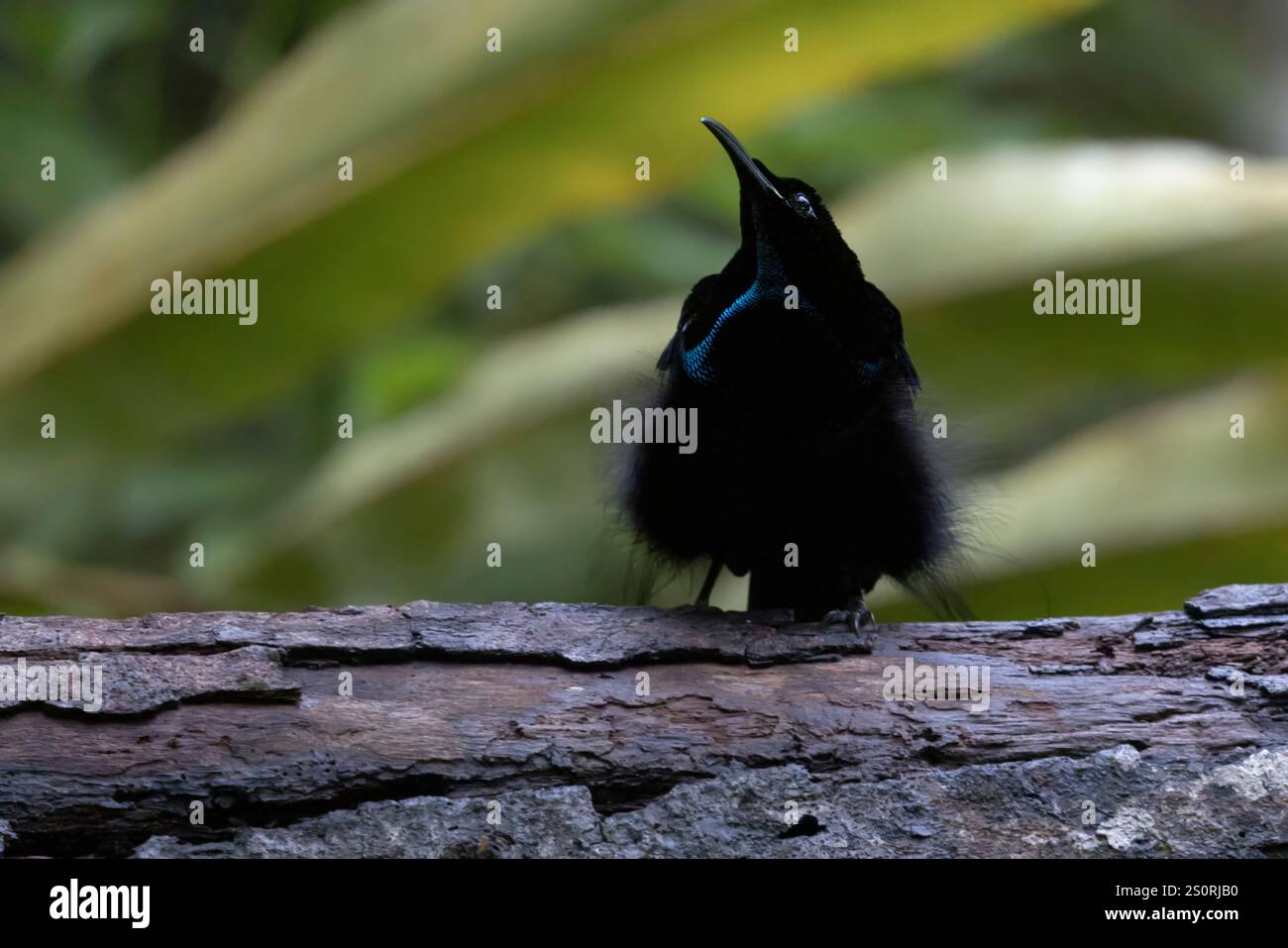 Magnificent Riflebird, Nimbokrang, West Papua, Indonesia, October 2024 ...