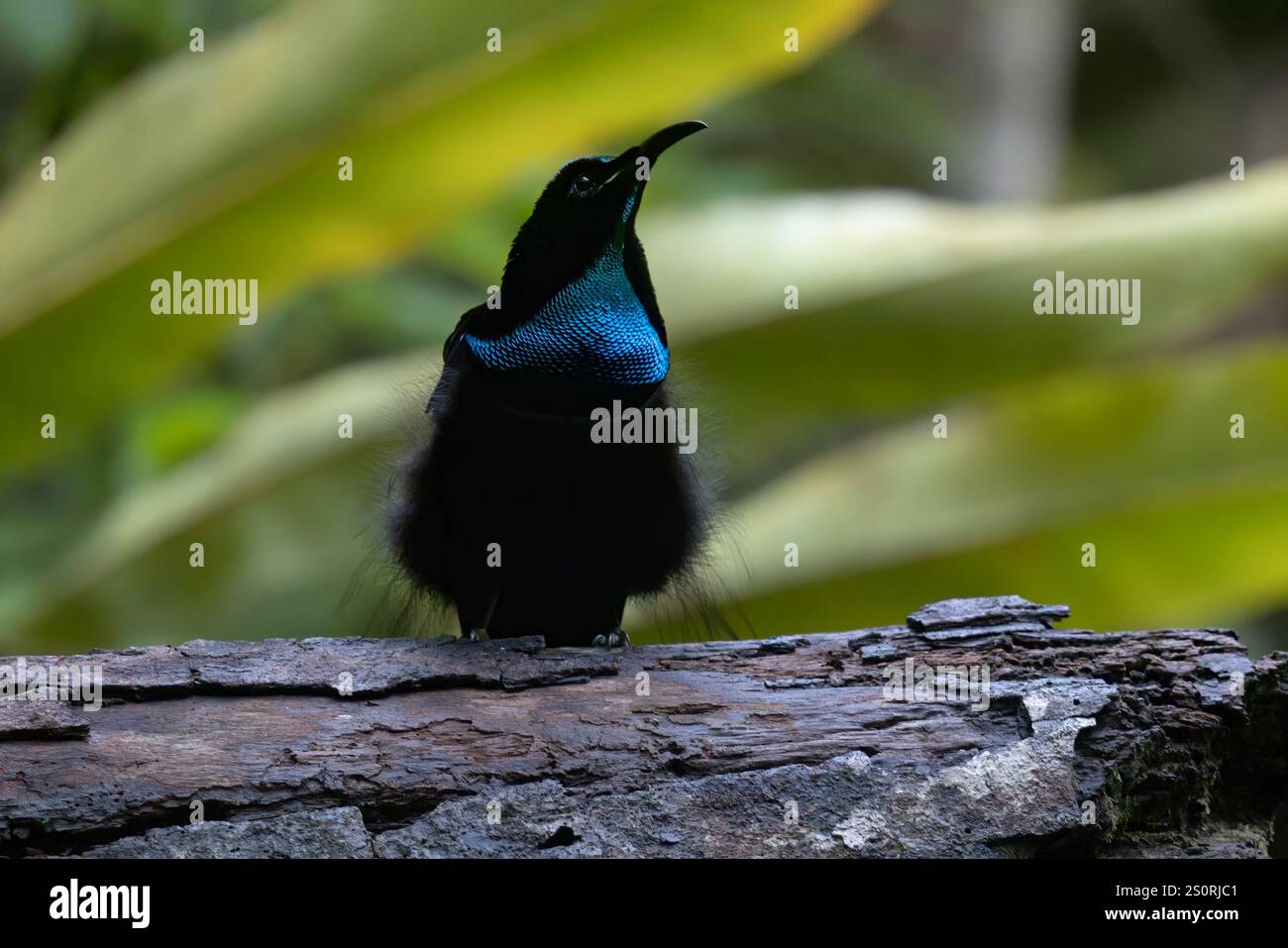 Magnificent Riflebird, Nimbokrang, West Papua, Indonesia, October 2024 ...