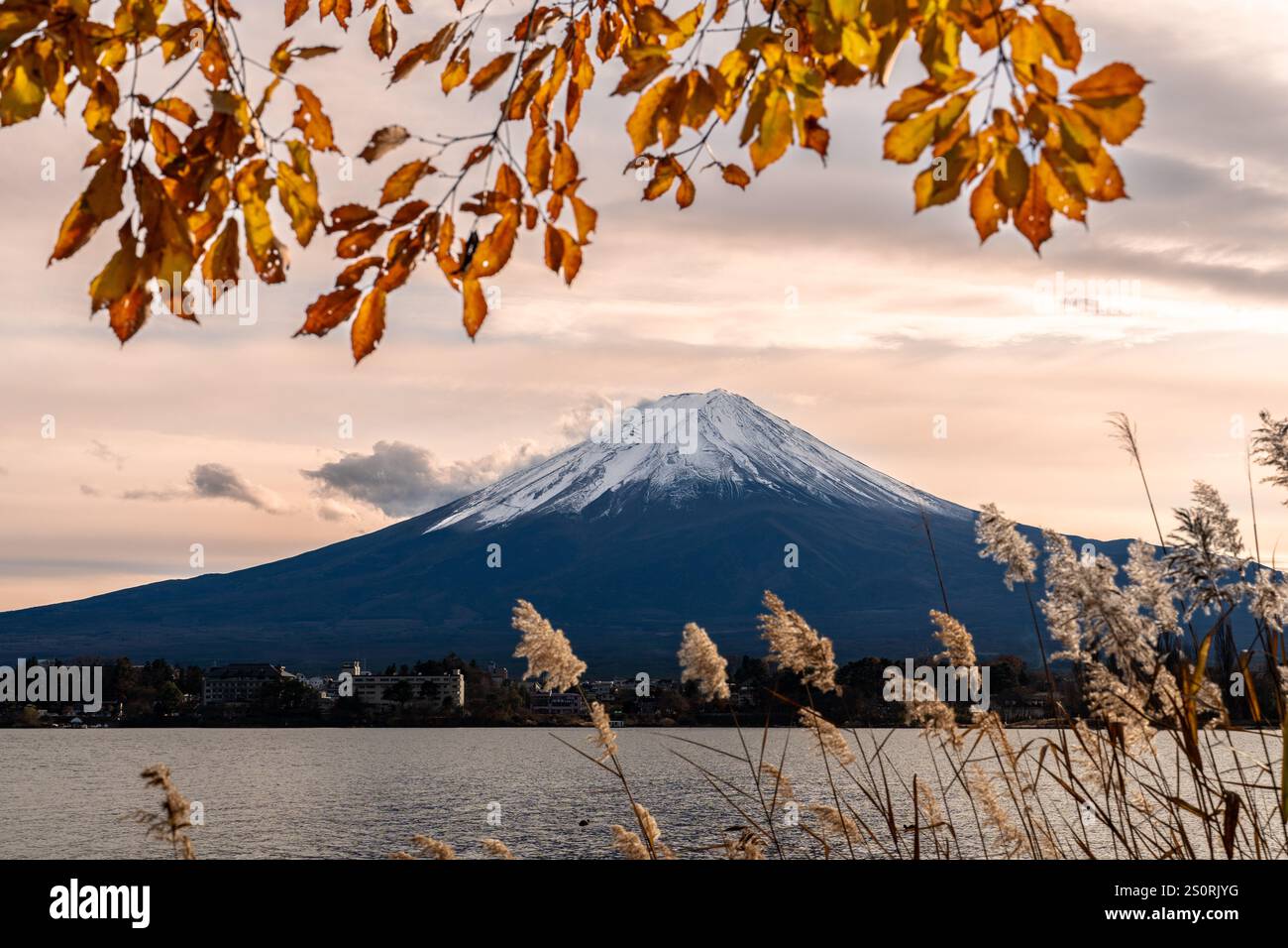 View of mount Fuji at lake Kawaguchiko duing sunset with background clouds and tall grasses and ...