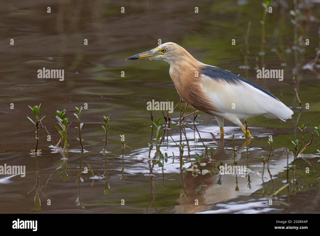 Javan Pond Heron, Danau Beratan, Bali, Indonesia, October 2024 Stock ...