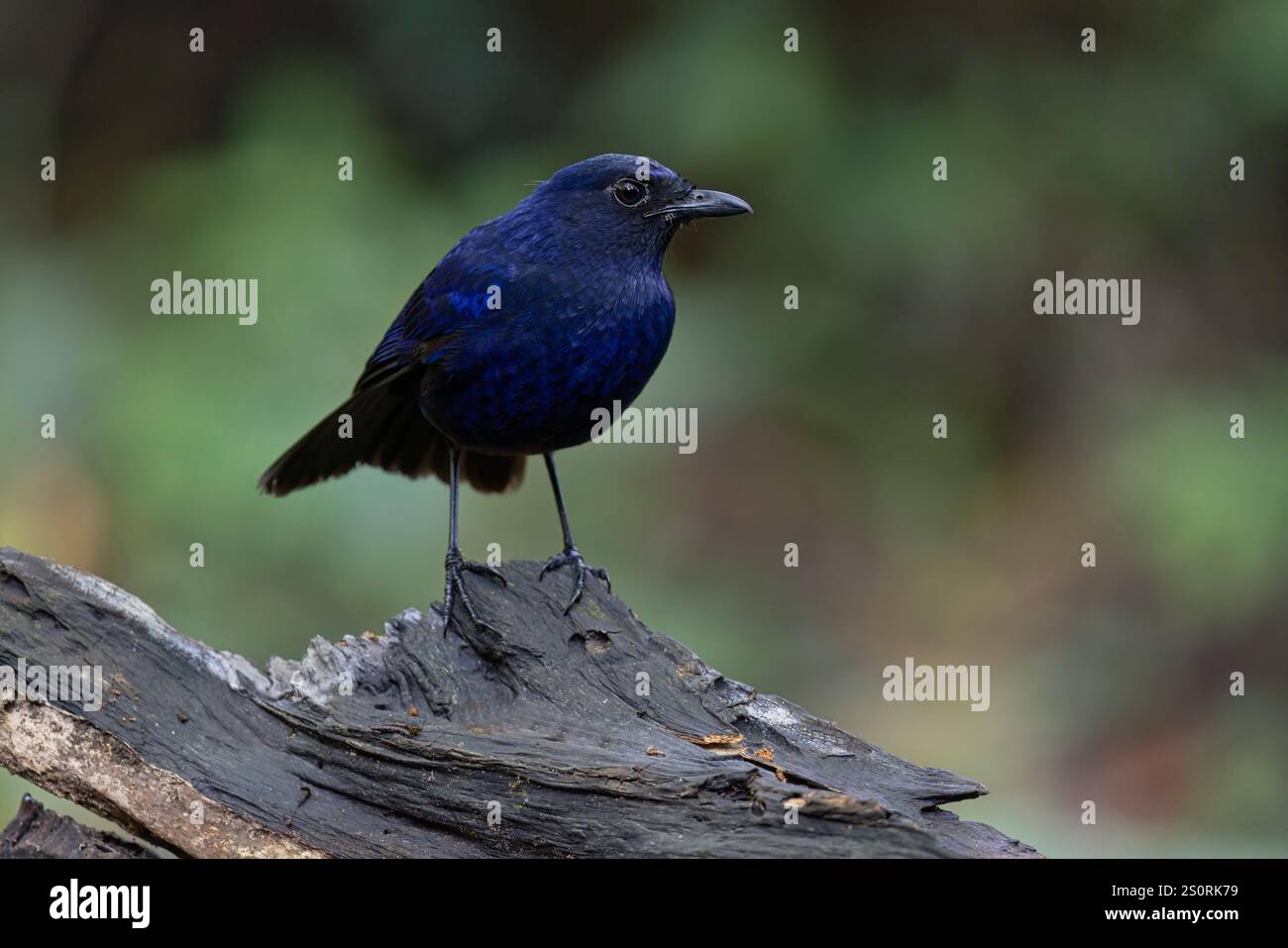 Javan Whistling-Thrush, Danau Tamblingan forest, Bali, Indonesia ...