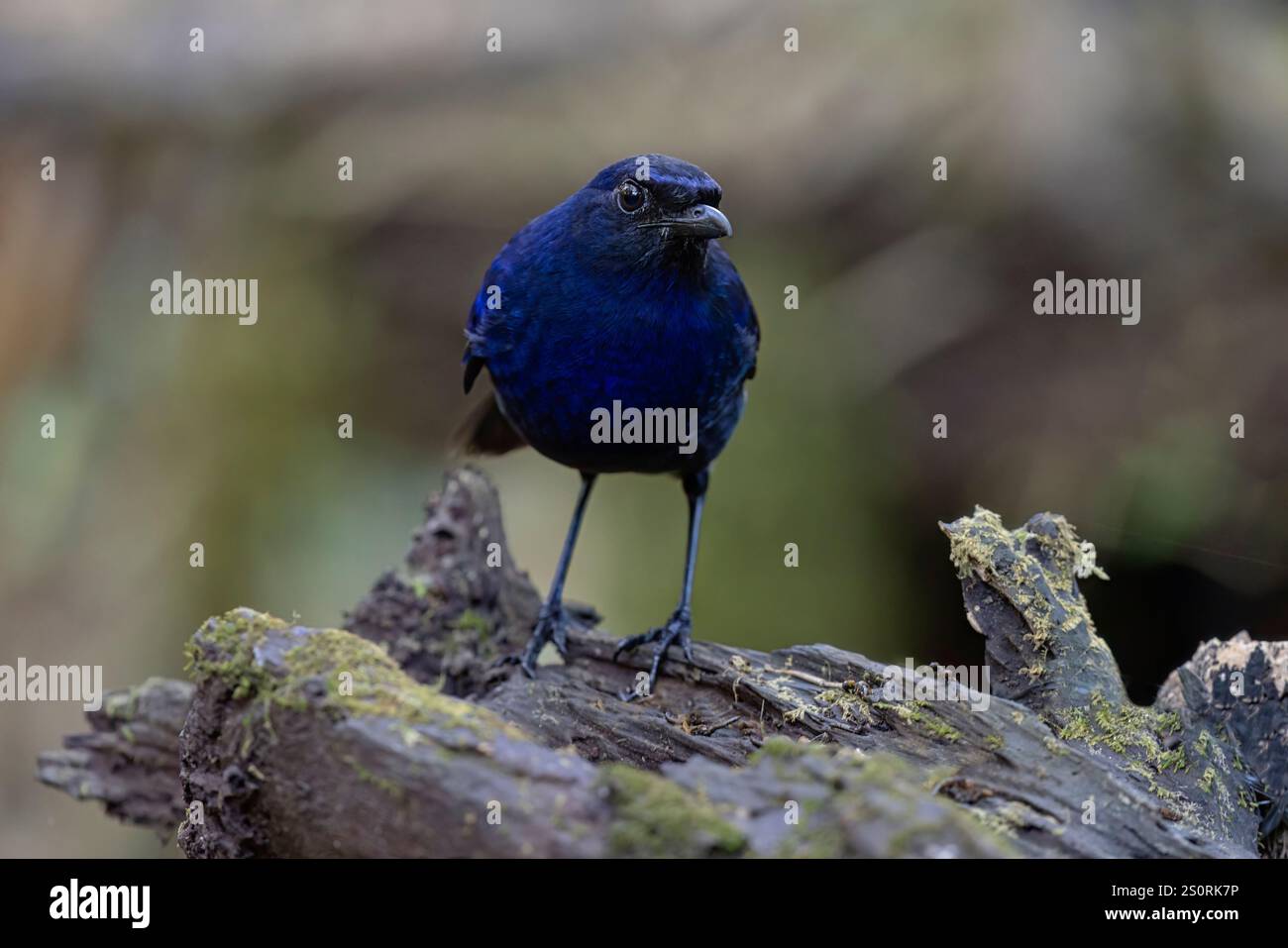 Javan Whistling-Thrush, Danau Tamblingan forest, Bali, Indonesia ...
