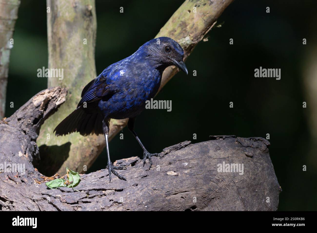 Javan Whistling-Thrush, Danau Tamblingan forest, Bali, Indonesia ...