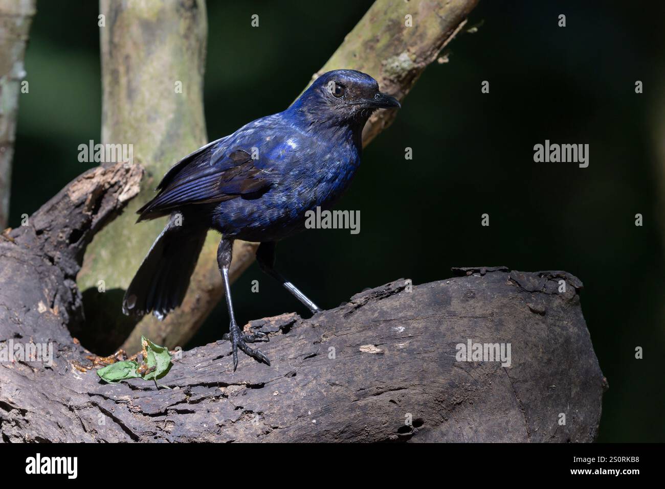 Javan Whistling-Thrush, Danau Tamblingan forest, Bali, Indonesia ...