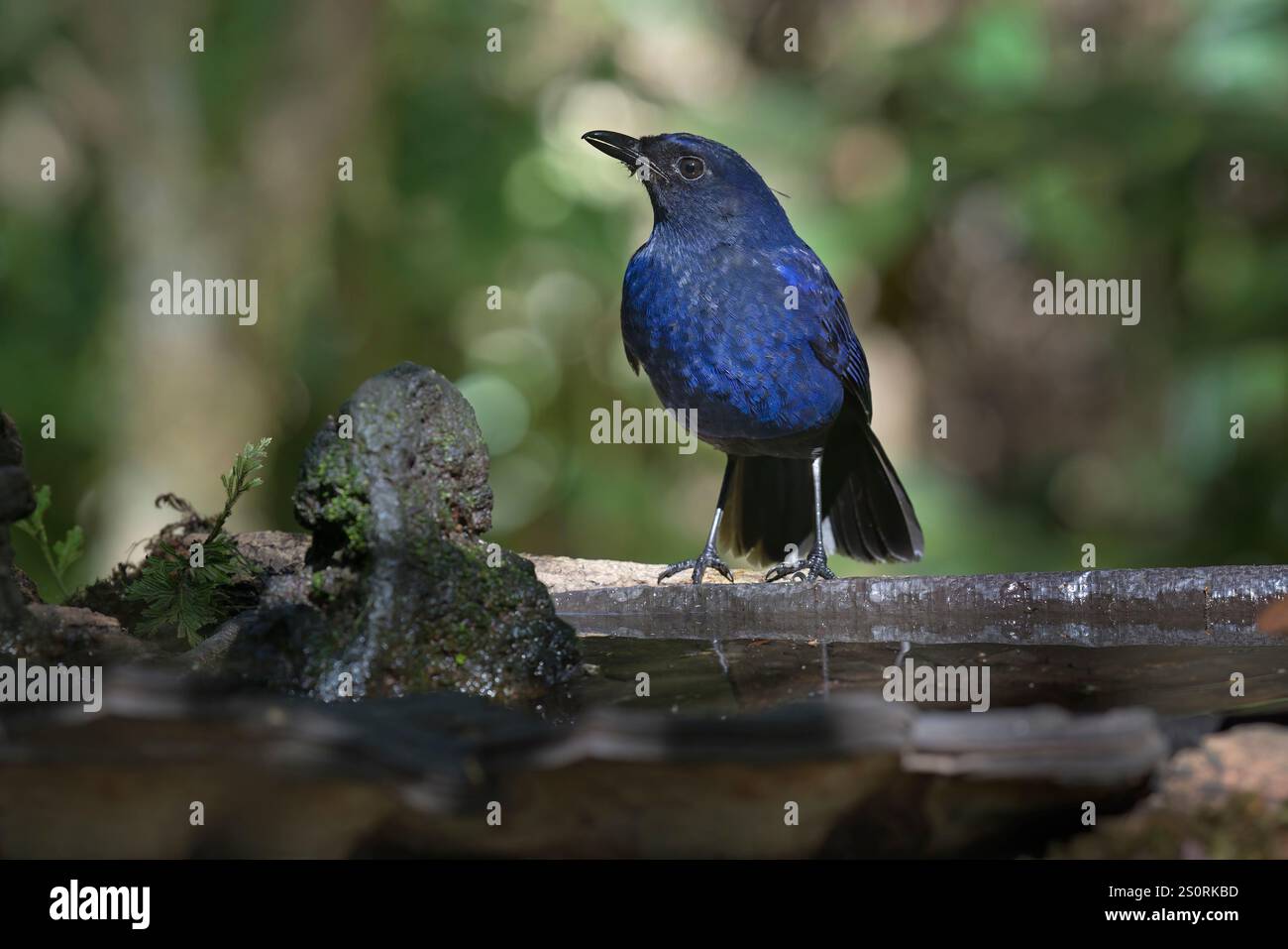 Javan Whistling-Thrush, Danau Tamblingan forest, Bali, Indonesia ...