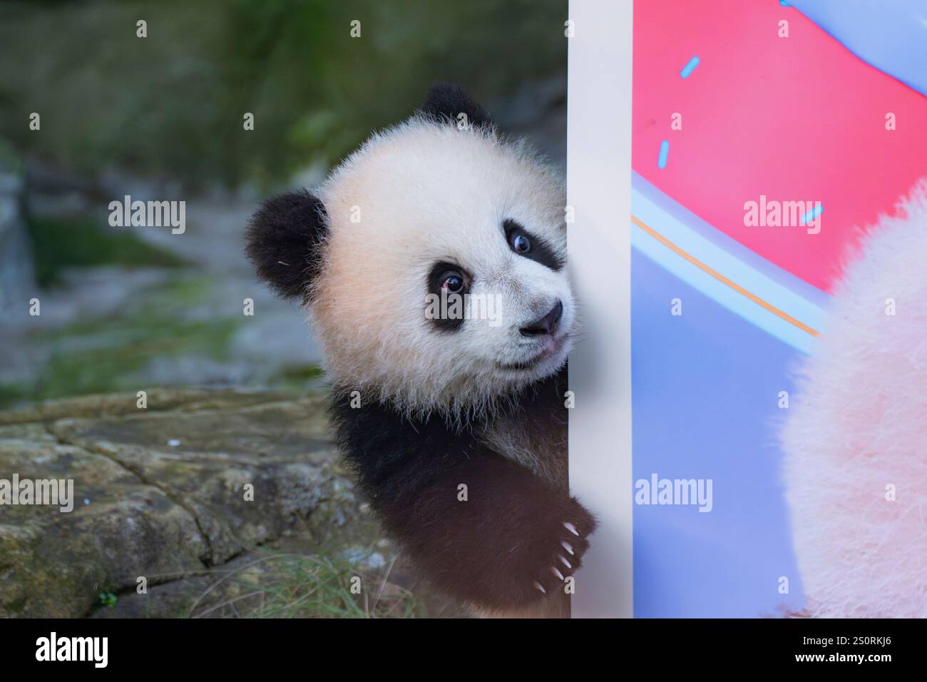 Six-month-old panda cub Qi San Mei plays in the panda compound in the ...