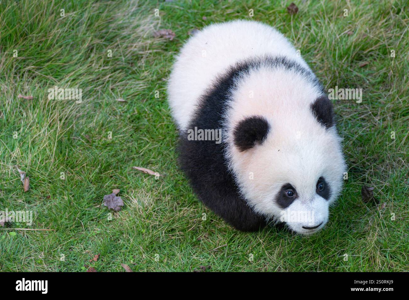 Six-month-old panda cub Qi San Mei plays in the panda compound in the ...
