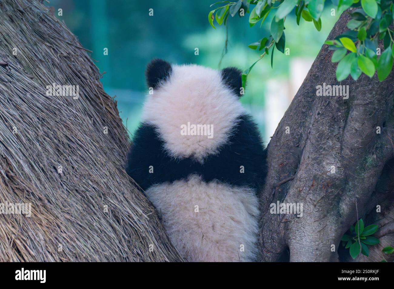 Six-month-old panda cub Qi San Mei plays in the panda compound in the ...