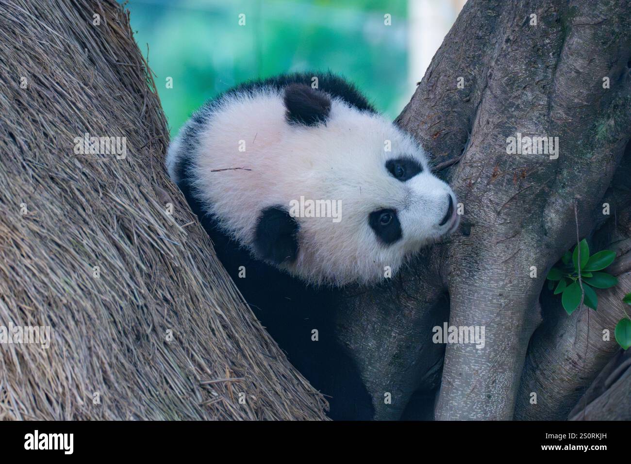 Six-month-old panda cub Qi San Mei plays in the panda compound in the ...