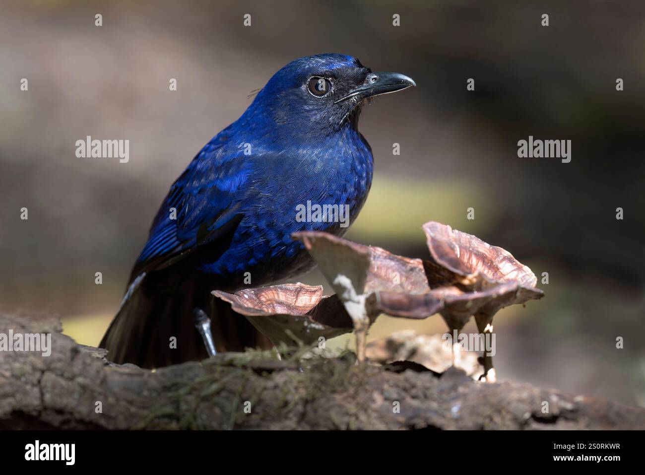 Javan Whistling-Thrush, Danau Tamblingan forest, Bali, Indonesia ...