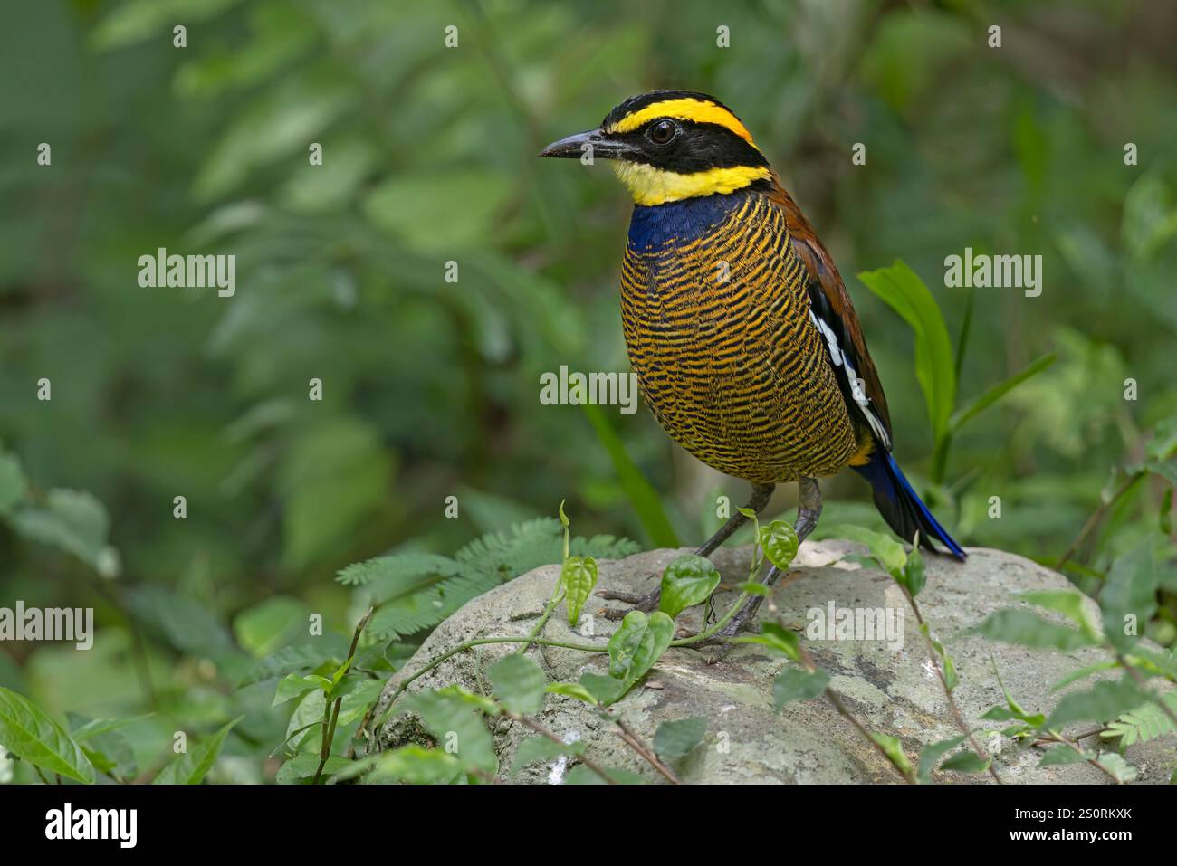 Javan Banded-Pitta, Toko Garam, Bali , Nusa Tenggara, Indonesia ...