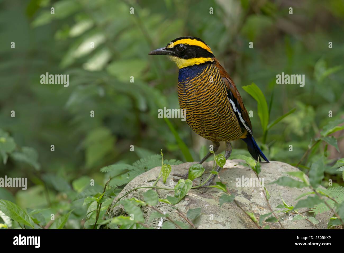 Javan Banded-Pitta, Toko Garam, Bali , Nusa Tenggara, Indonesia ...
