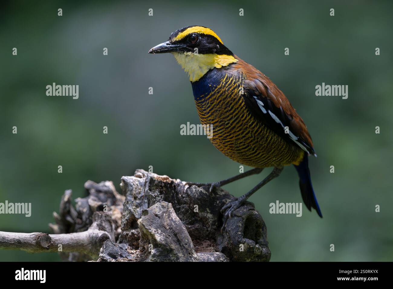 Javan Banded-Pitta, Belantungan hide, Bali , Nusa Tenggara, Indonesia ...