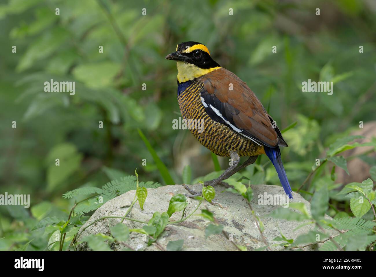 Javan Banded-Pitta, Beladungan hide, Bali , Nusa Tenggara, Indonesia ...
