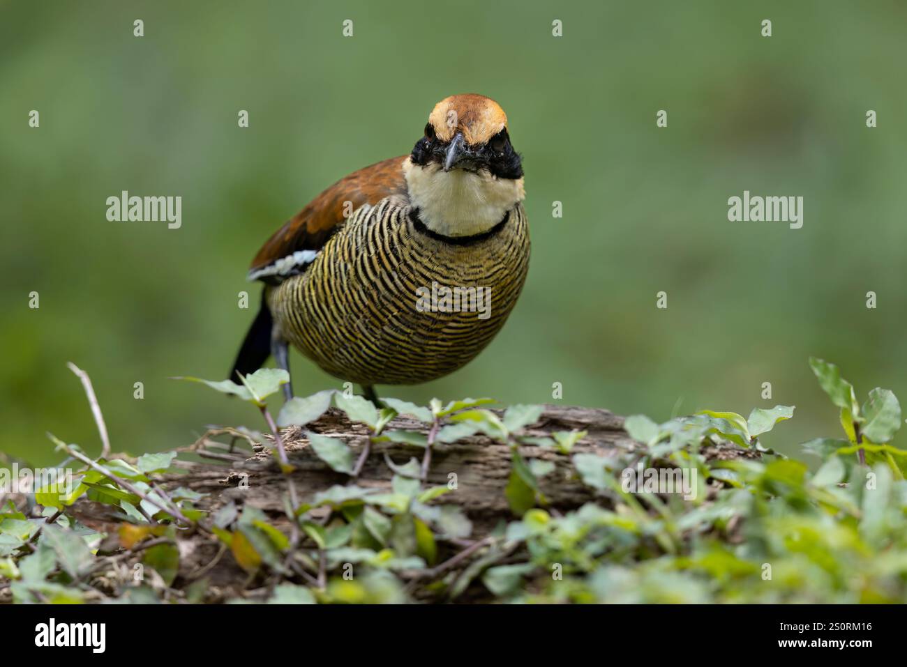 Javan Banded-Pitta, Toko Garam, Bali , Nusa Tenggara, Indonesia ...