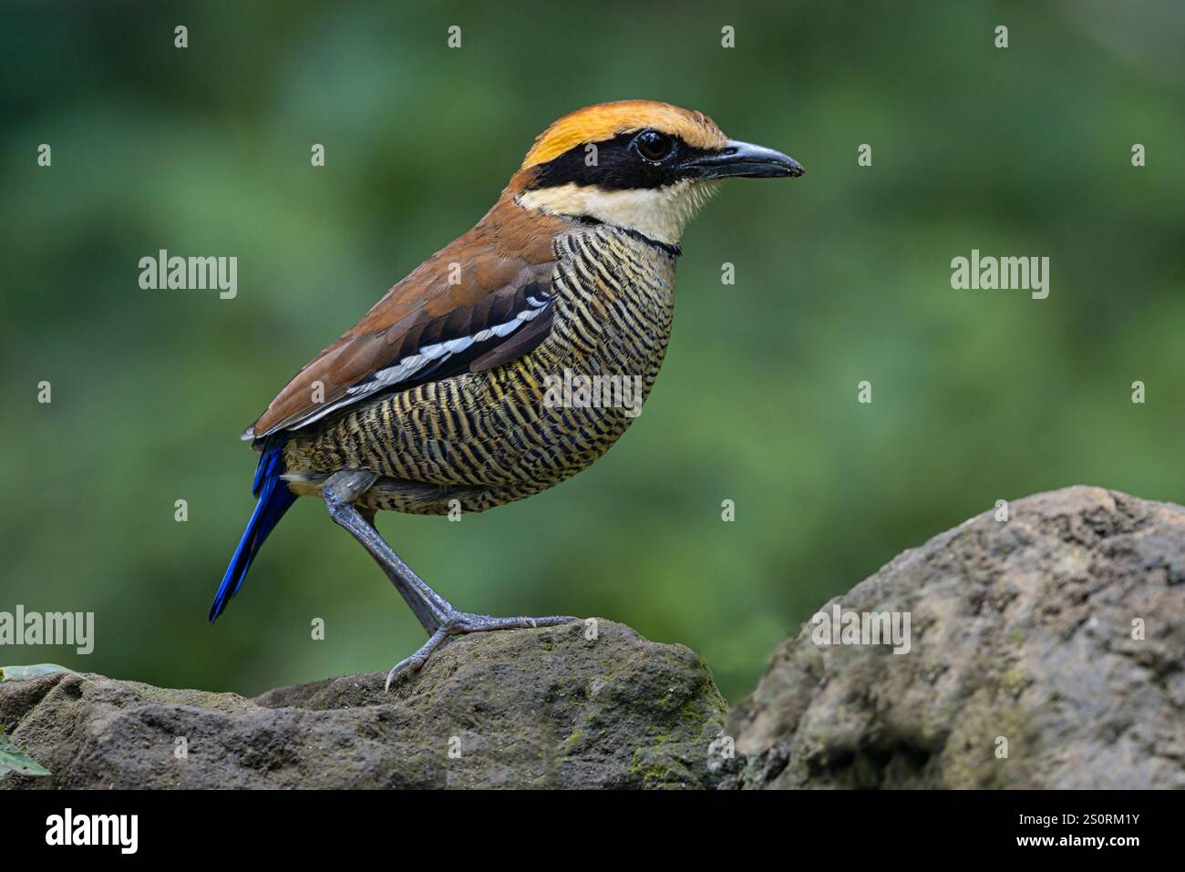 Javan Banded-Pitta, Beladungan hide, Bali , Nusa Tenggara, Indonesia ...