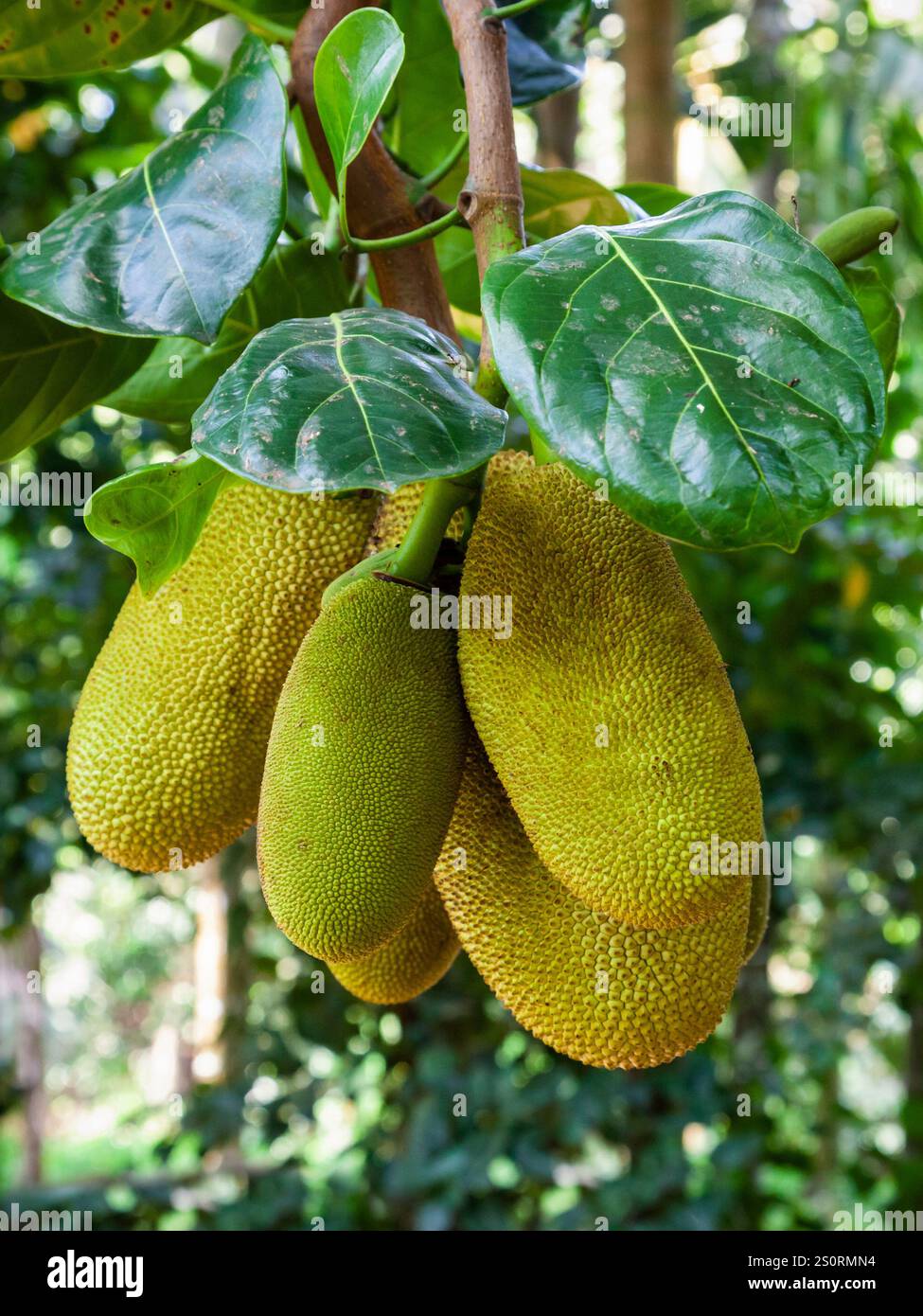 Jackfruit tree with big ripe fruits in India Stock Photo - Alamy
